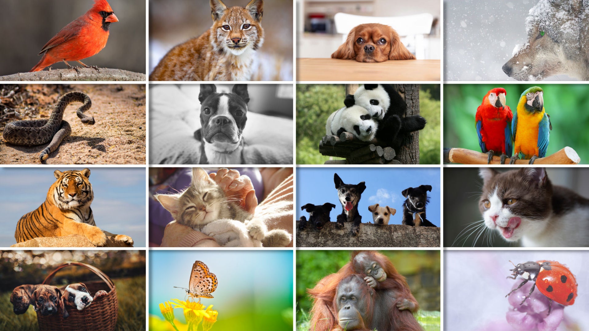 Complex Grids Styles and Transitions for Photopia — Choice Slides