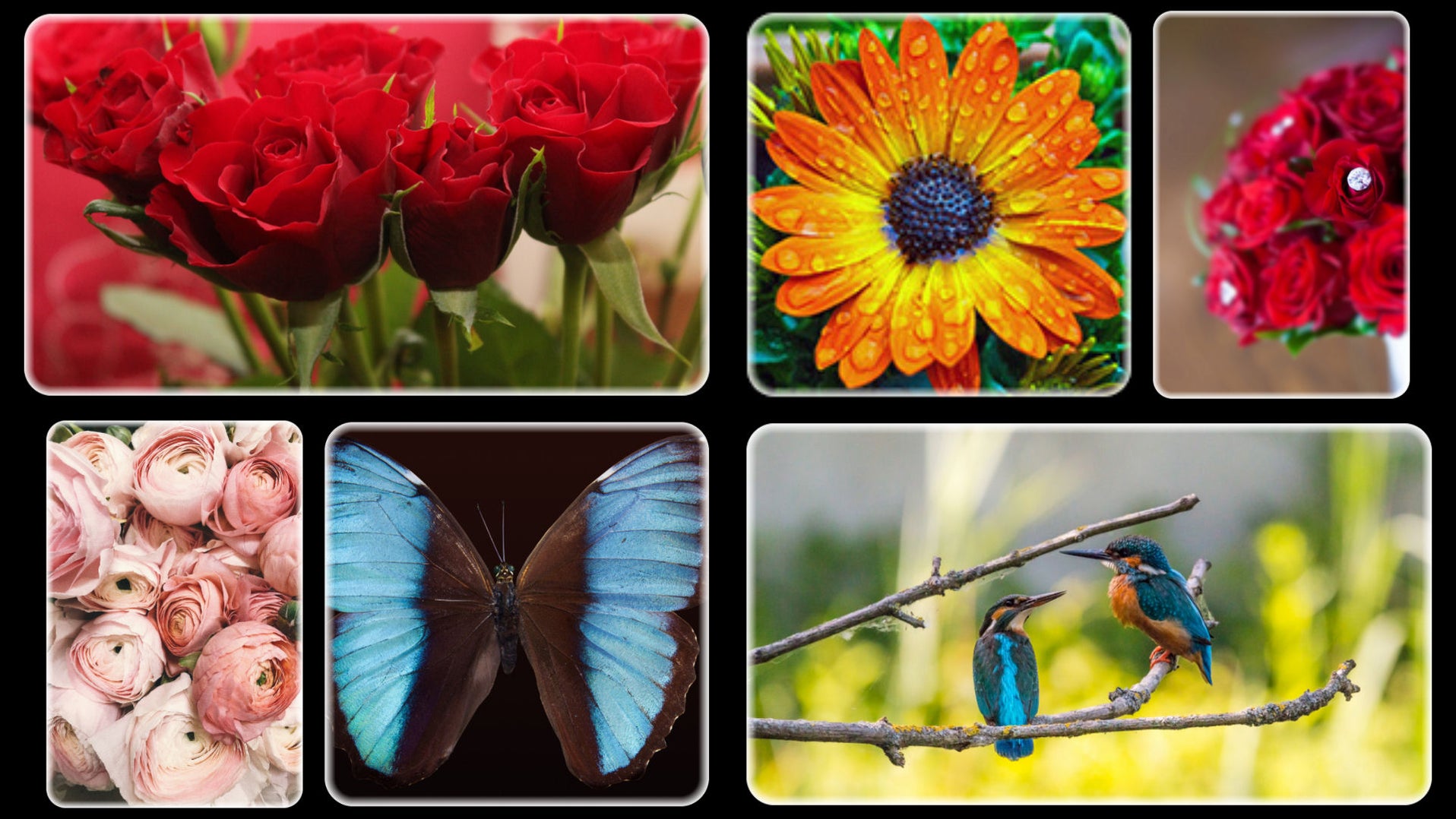 Push Collage Template, Styles, and Transitions for Photopia — Choice Slides