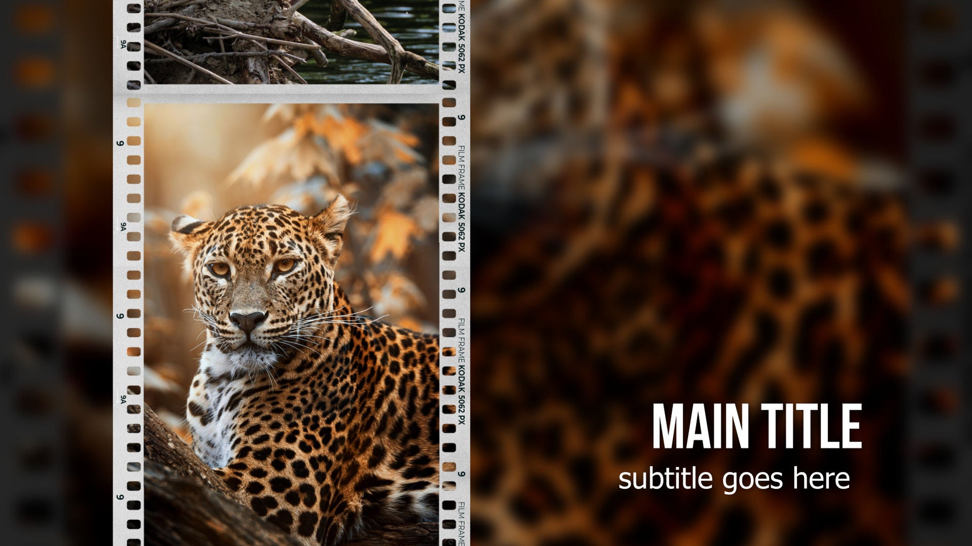 Film Frame Template, Styles, and Transitions for Photopia — Choice Slides