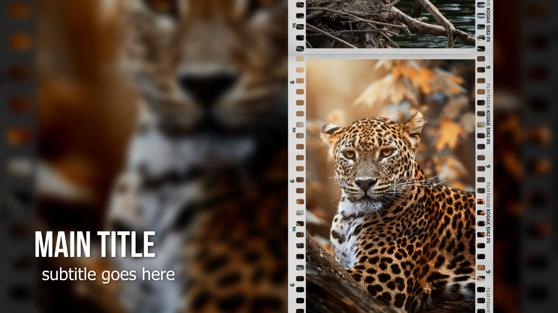 Film Frame Template, Styles, and Transitions for Photopia — Choice Slides