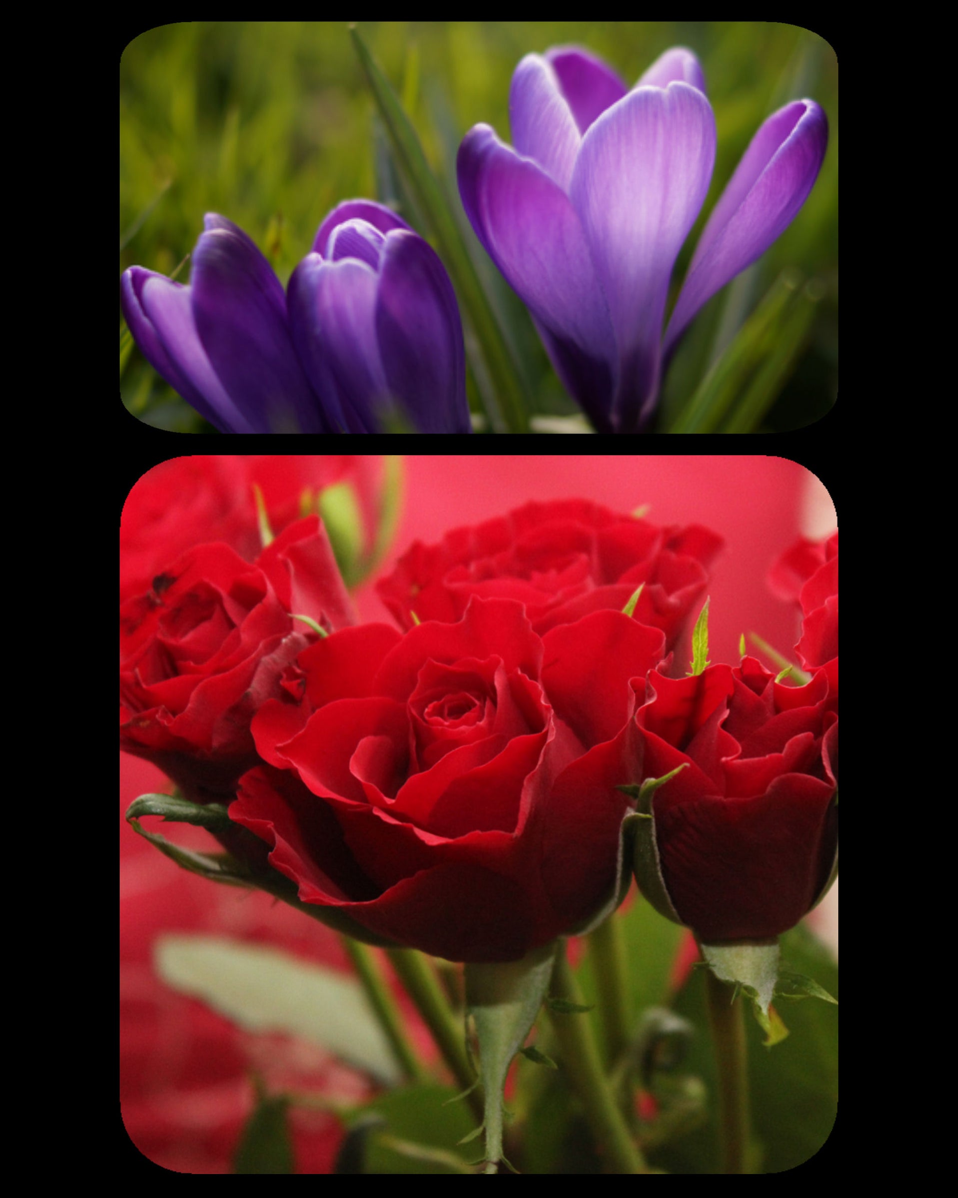 Social Media Split Screen for Photopia — Choice Slides