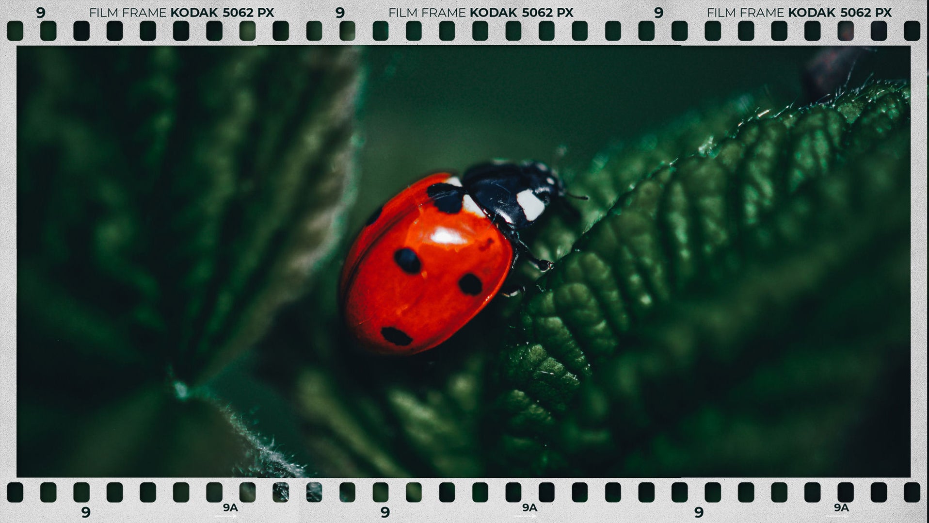 Film Frame Template, Styles, and Transitions for Photopia — Choice Slides